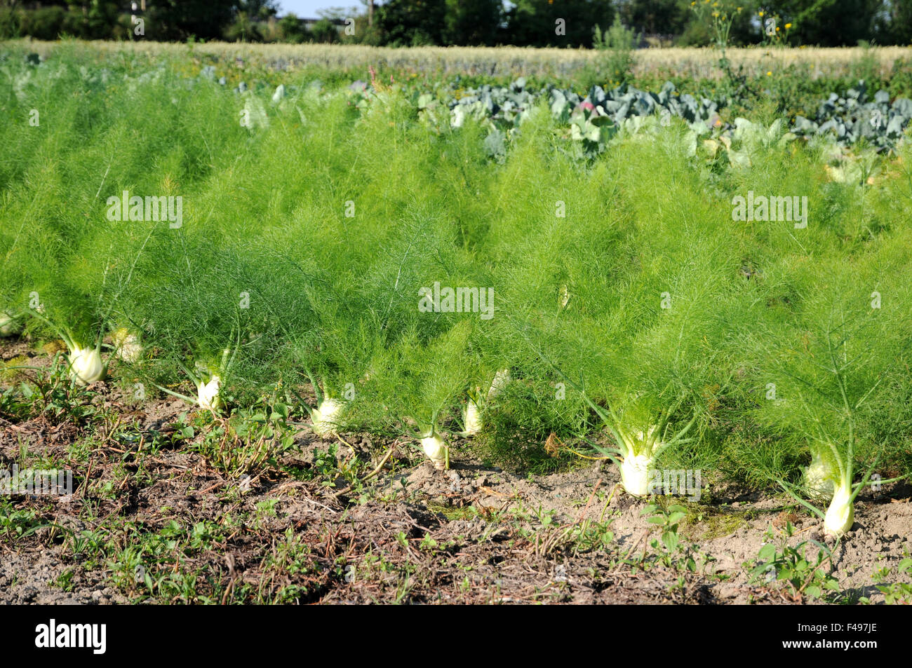 Florence fennel seeds hi-res stock photography and images - Alamy