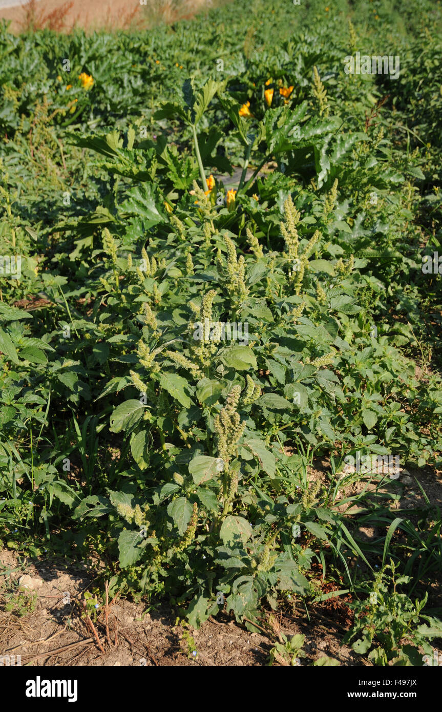 Redroot amaranth amaranthus retroflexus hi-res stock photography and ...