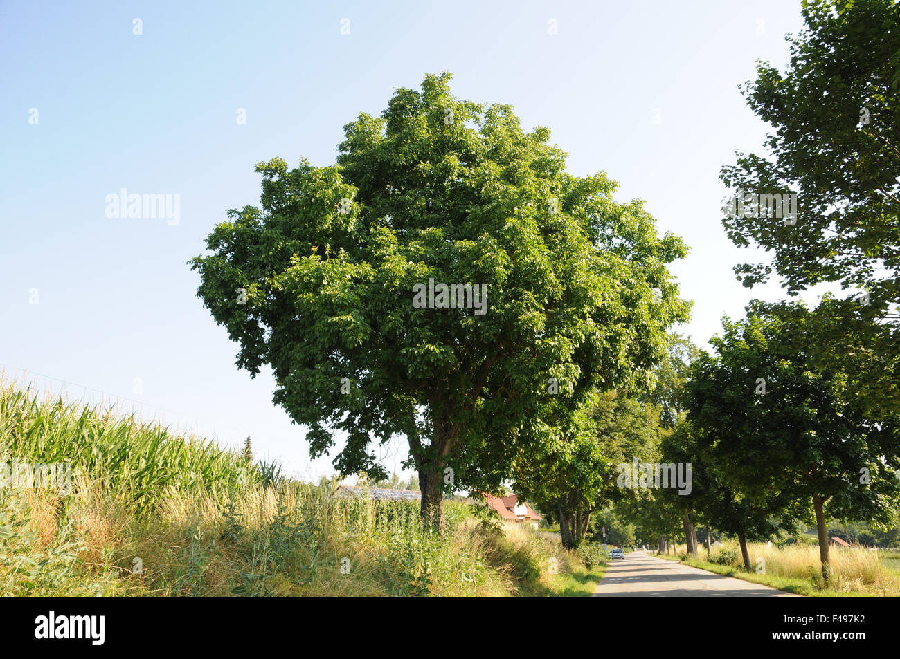 Walnut buds hi-res stock photography and images - Alamy