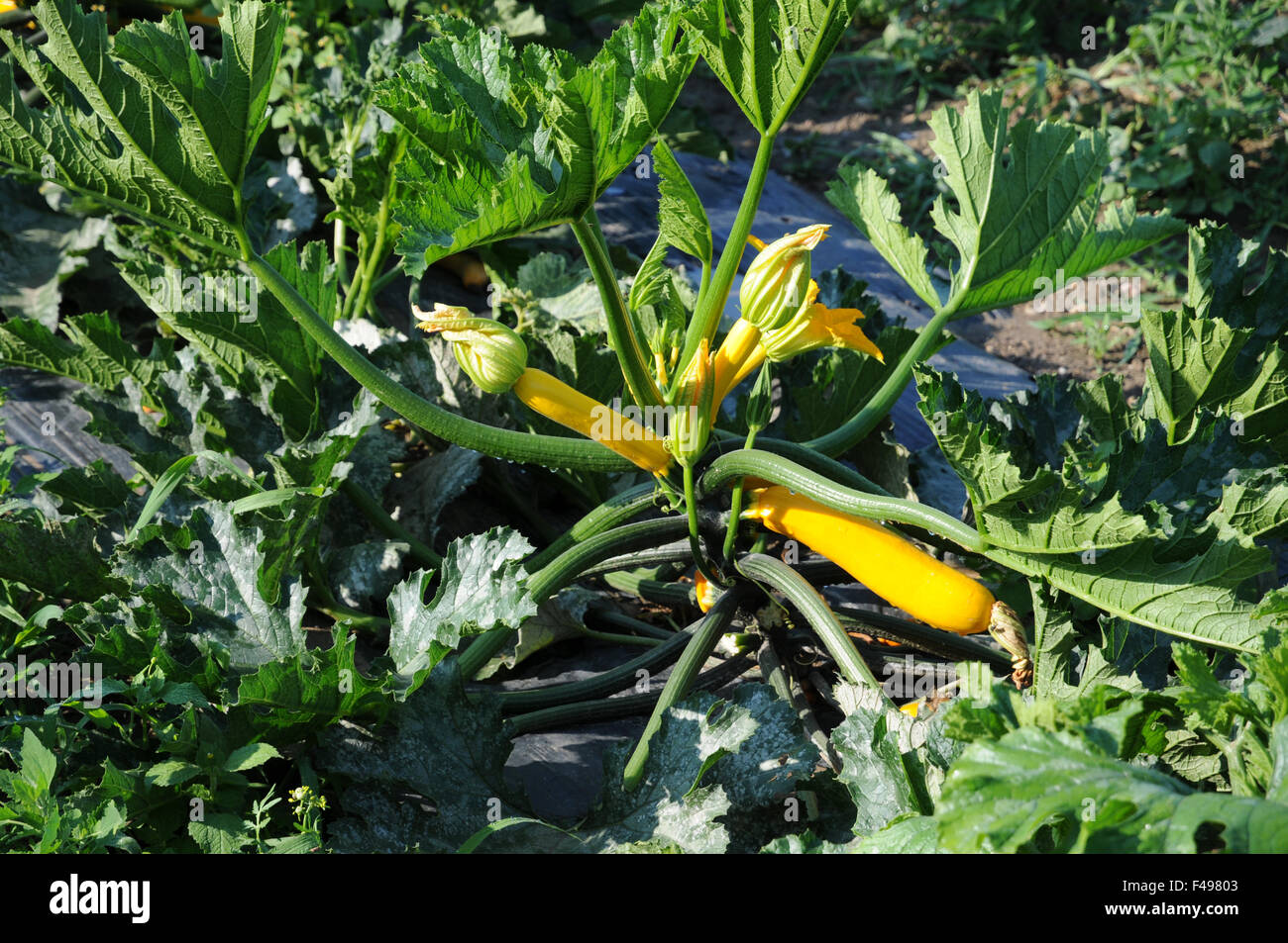 Zucchettis hi-res stock photography and images - Alamy