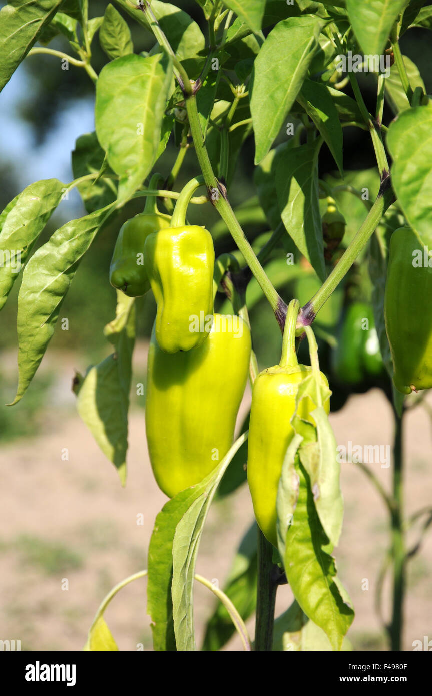 Green pep hi-res stock photography and images - Alamy
