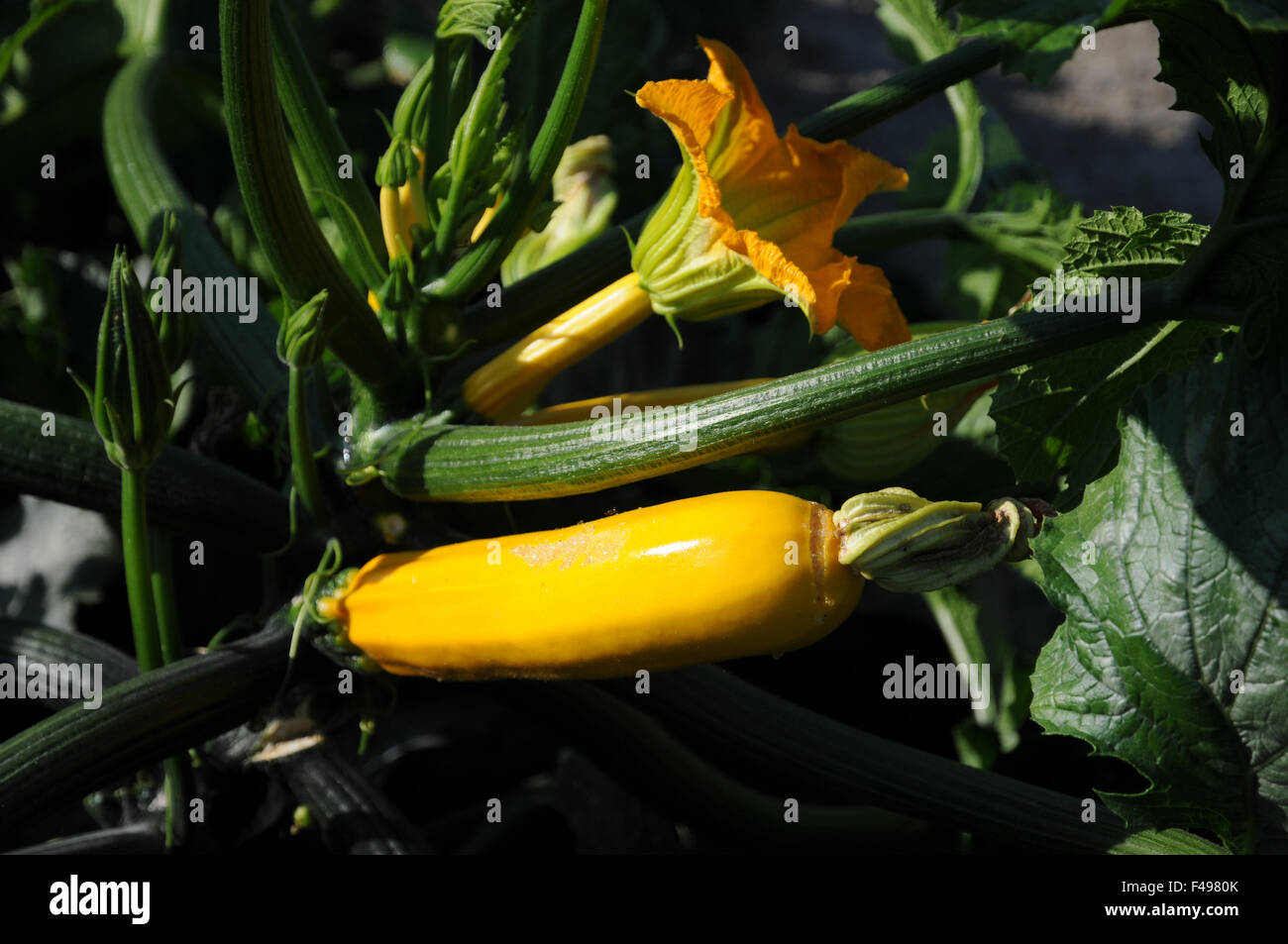 Zuchinis hi-res stock photography and images - Alamy