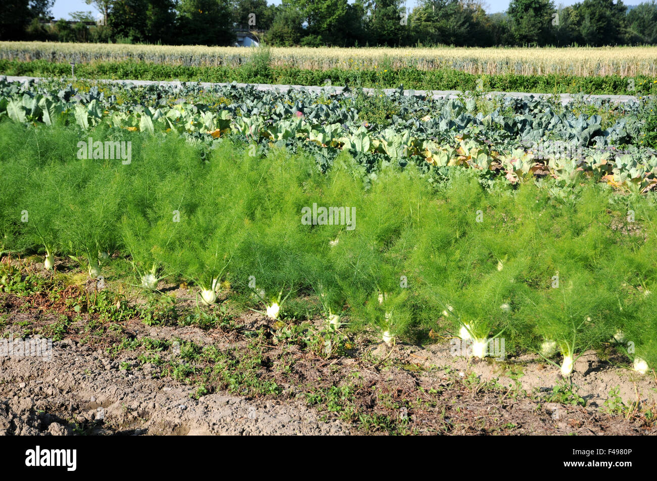 Florence fennel seeds hi-res stock photography and images - Alamy