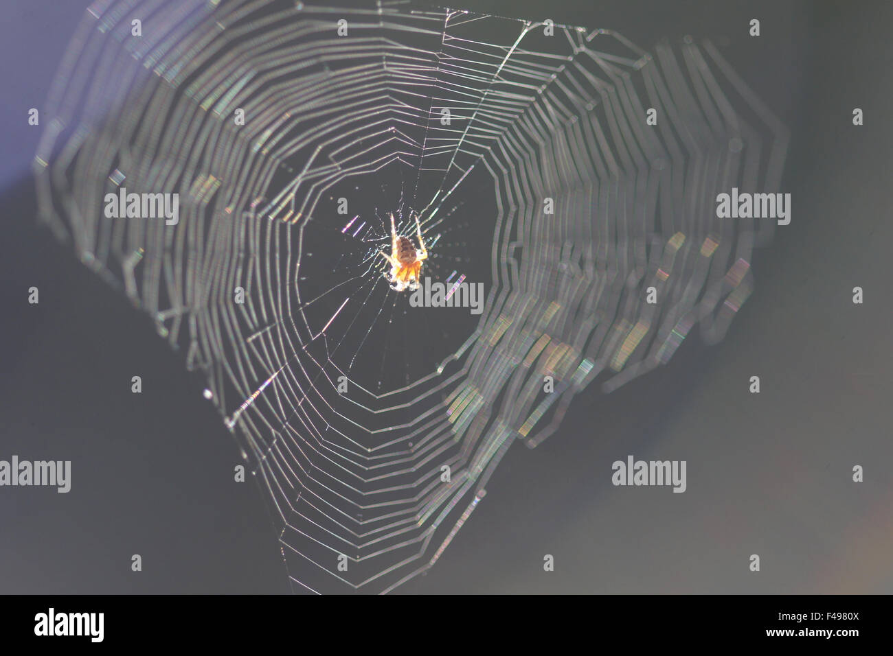 Netz web hi-res stock photography and images - Alamy