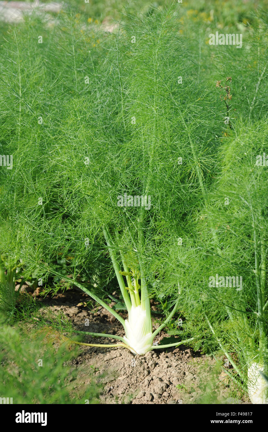 Florence fennel garden hi-res stock photography and images - Alamy