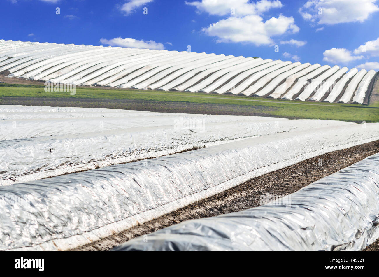 Asparagus fields in spring covered hi-res stock photography and images ...