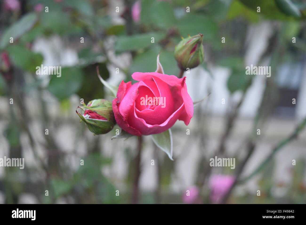 Budding rose hi-res stock photography and images - Alamy