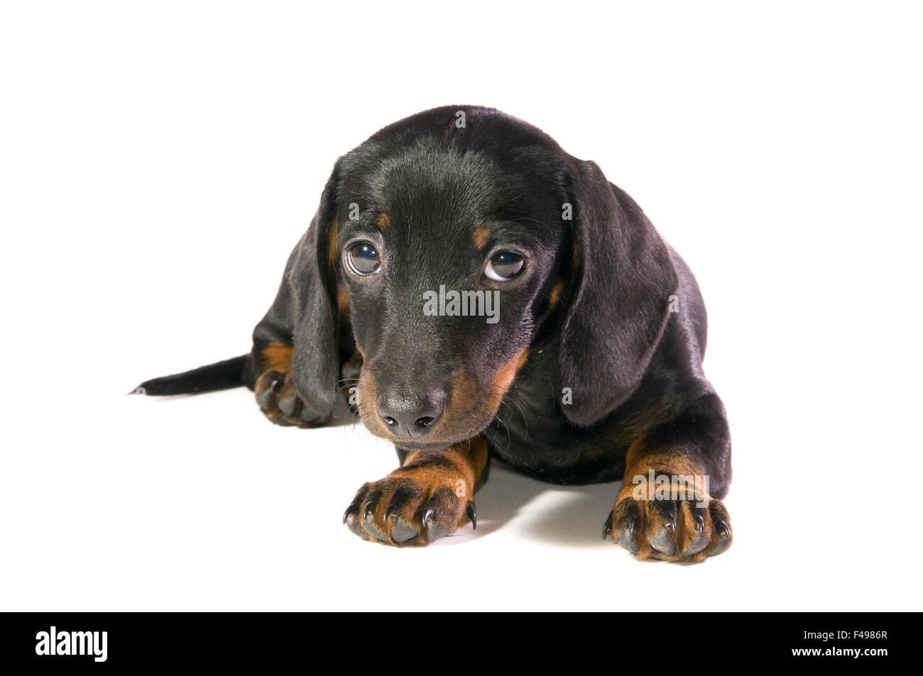 dog looks on camera Stock Photo - Alamy