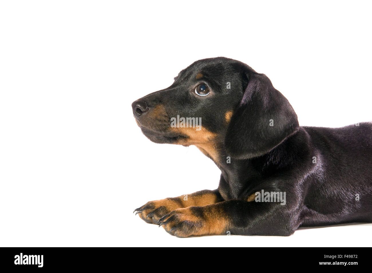 The dog looks upwards Stock Photo - Alamy