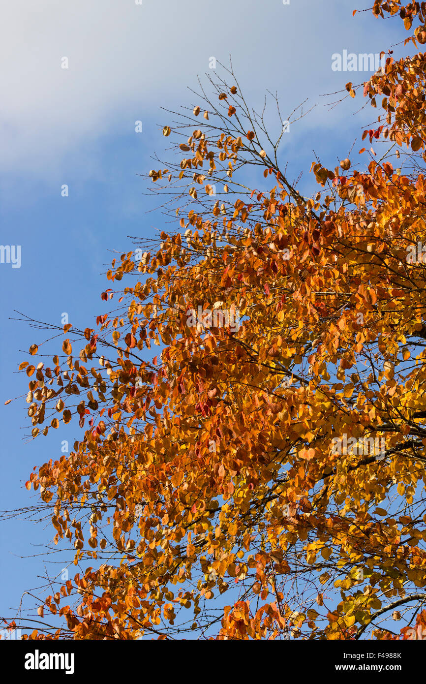 October Autumn foliage of the hardy deciduous Katsura tree ...