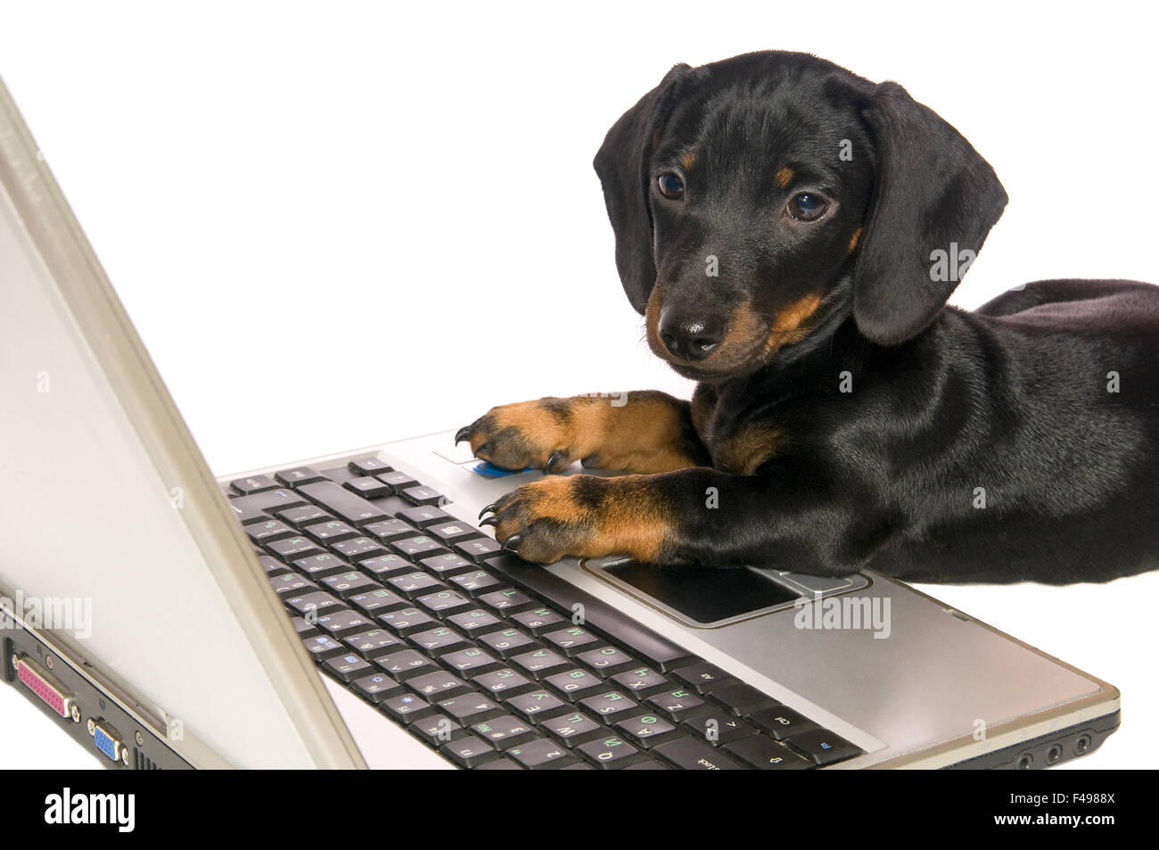Dachshund and notebook hi-res stock photography and images - Alamy