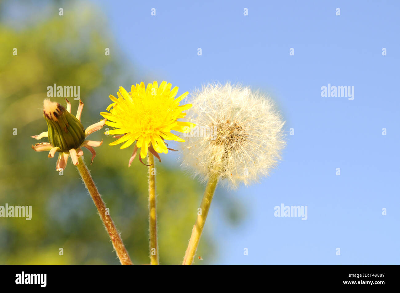 Stages of flowers hi-res stock photography and images - Alamy