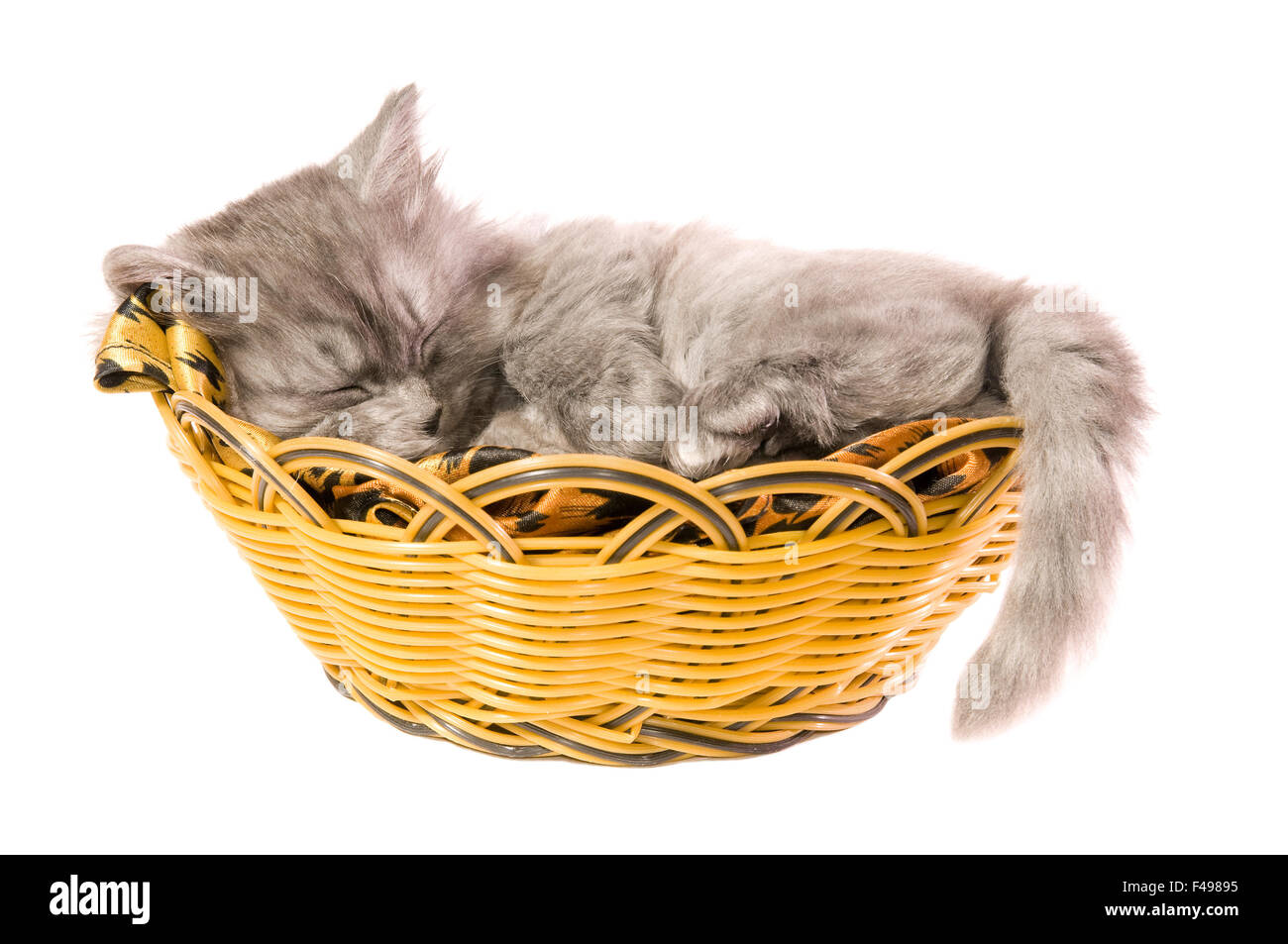 Fluffy cat photo Cut Out Stock Images & Pictures - Alamy