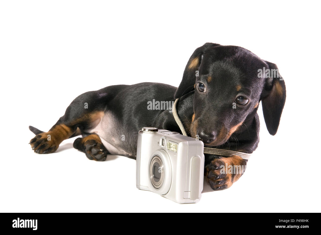 Dog with a camera Stock Photo - Alamy