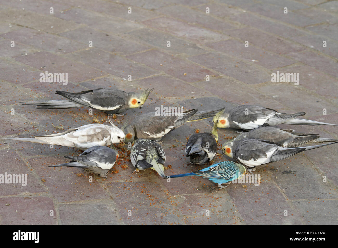 Cockatiels hi-res stock photography and images - Alamy