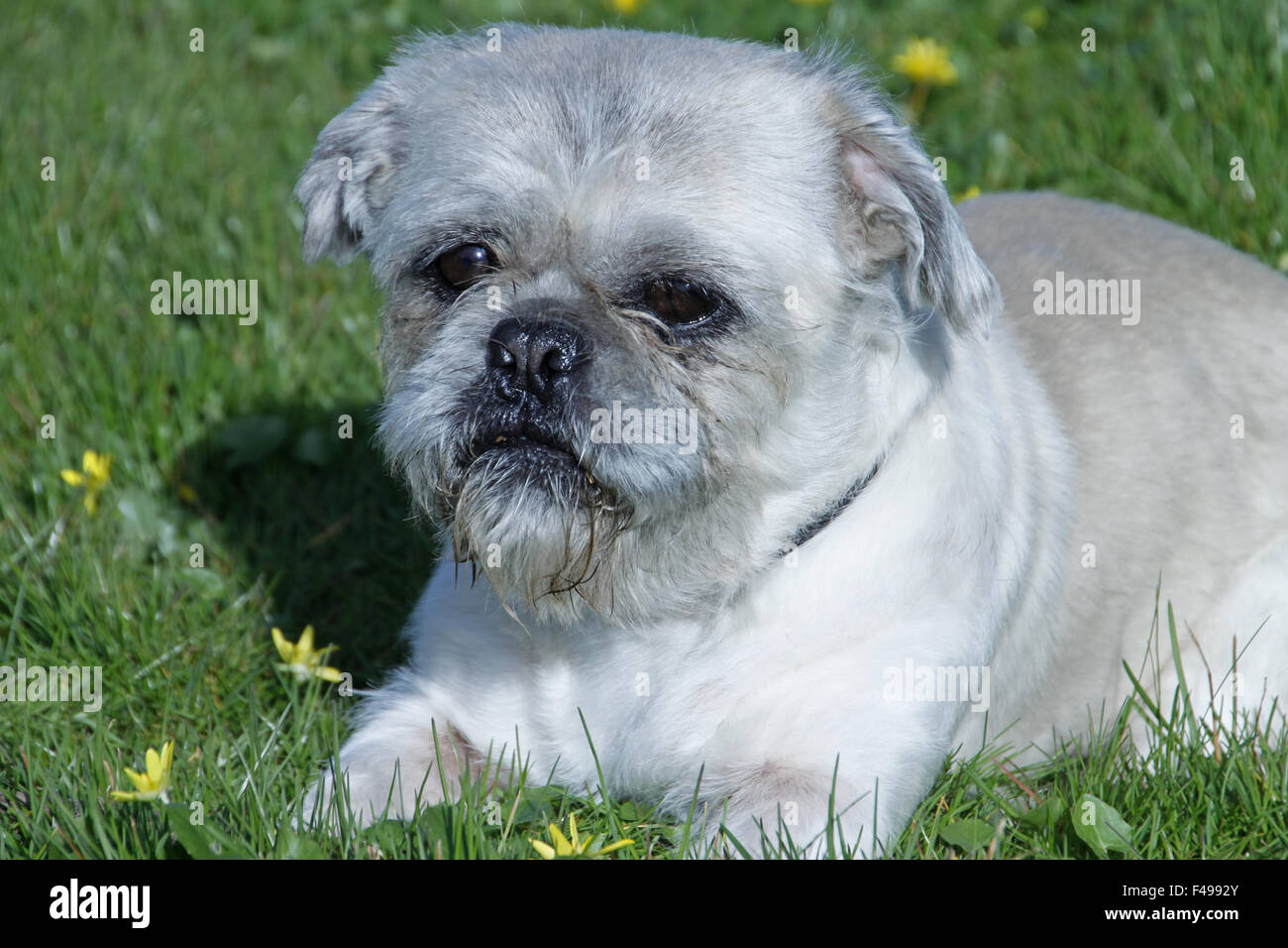 Shih tzu mischling hi-res stock photography and images - Alamy
