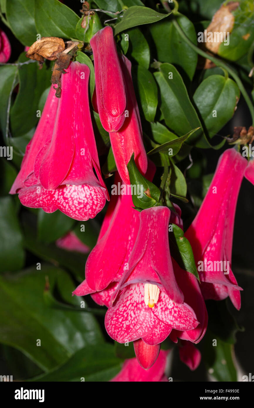 Evergreen vine hi-res stock photography and images - Alamy
