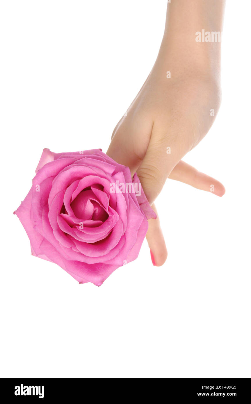 female hand with pink rose Stock Photo - Alamy