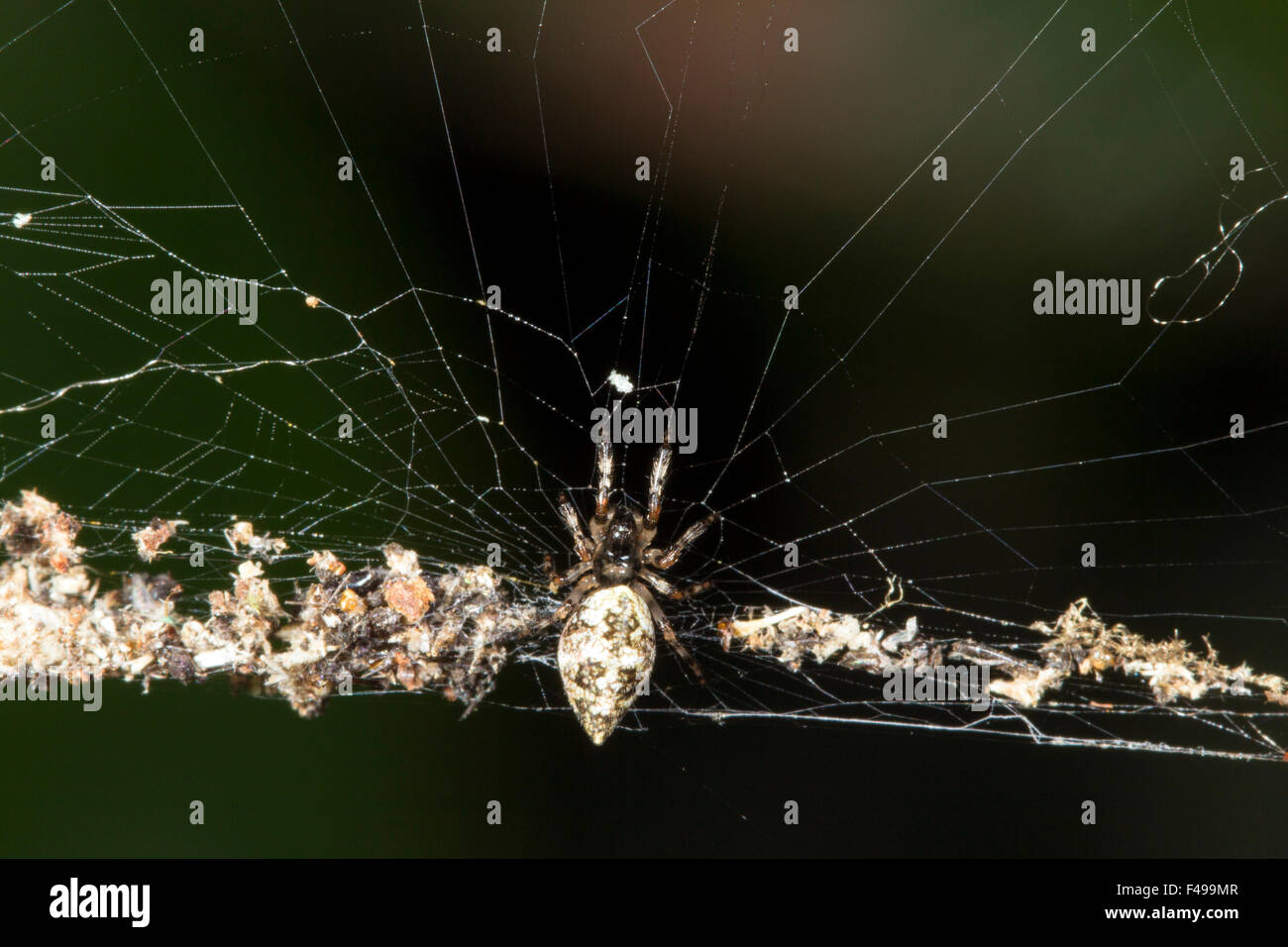 Trashline Spider High Resolution Stock Photography and Images - Alamy