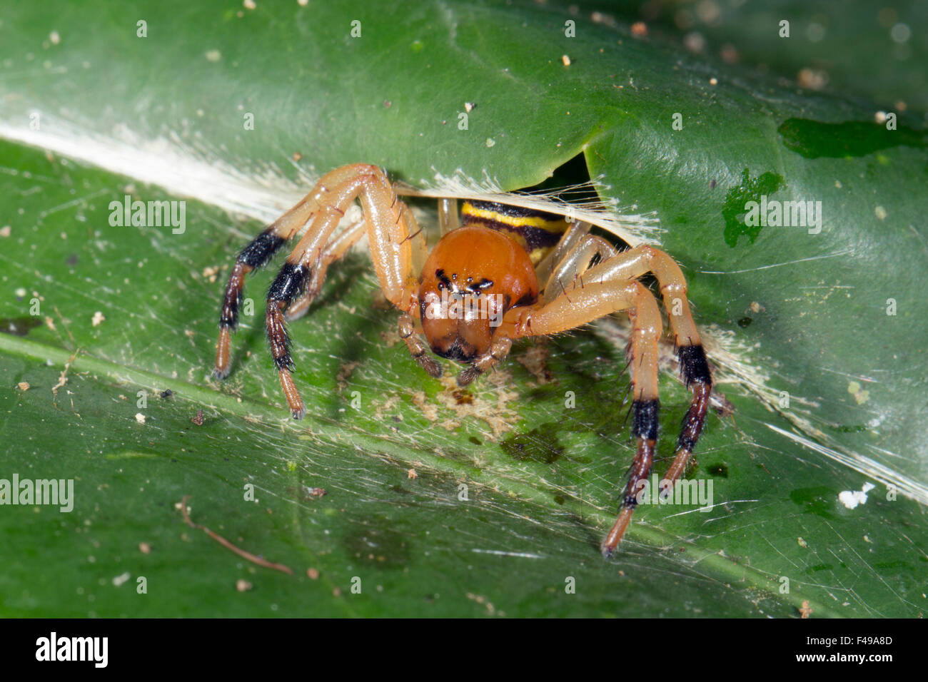 Spider waiting to ambush its prey from a hiding place between 2 leaves ...
