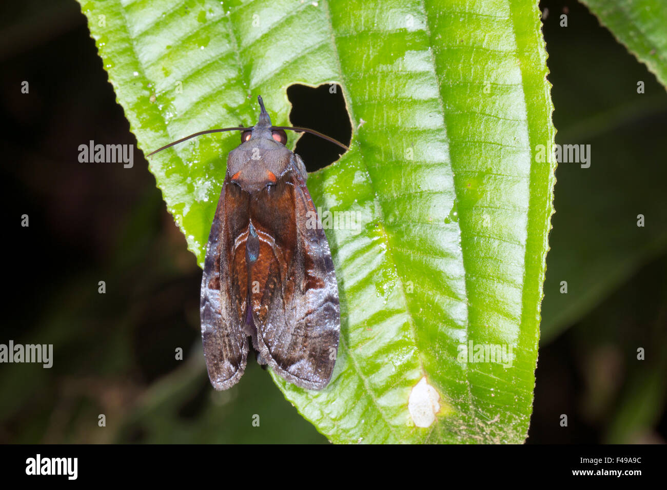 Moth resting on a rainforest leaf, Ecuador Stock Photo - Alamy