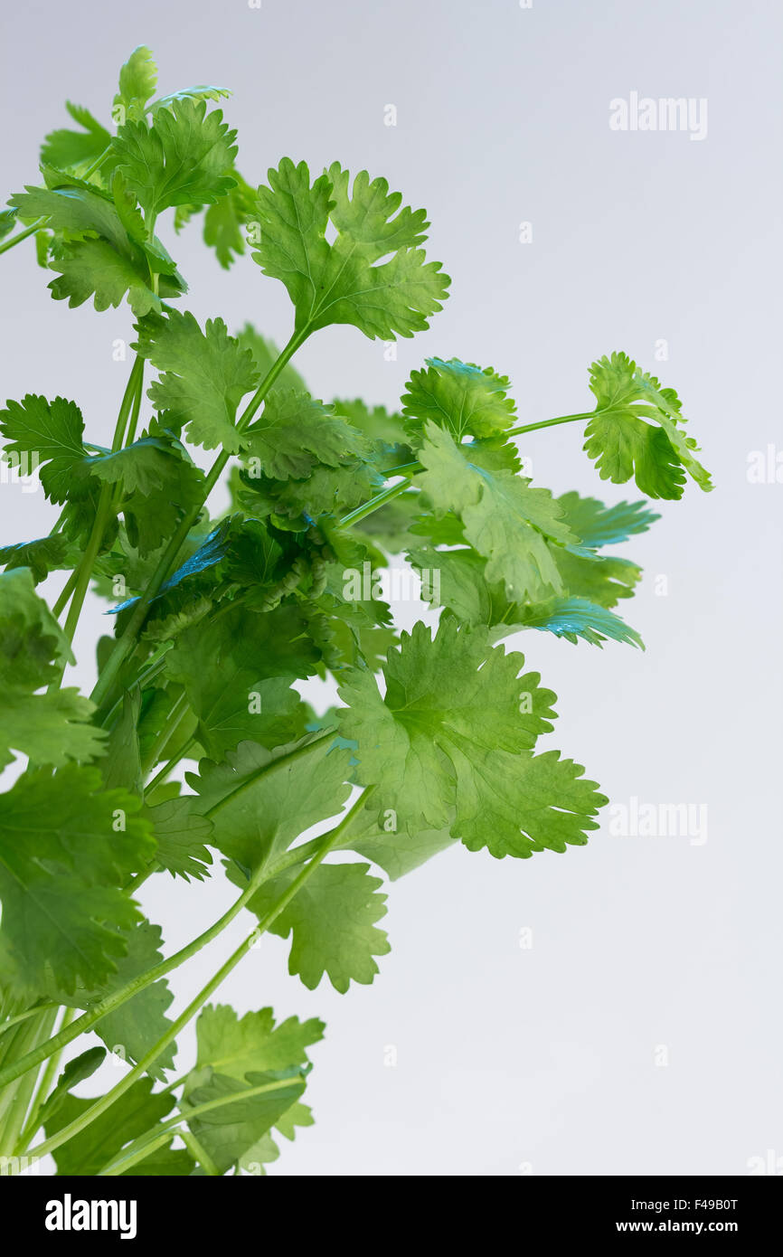 Coriander, also known as cilantro, against a light background Stock ...