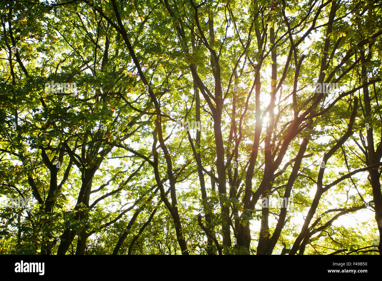 Sun Through green Trees with lens flare Stock Photo - Alamy