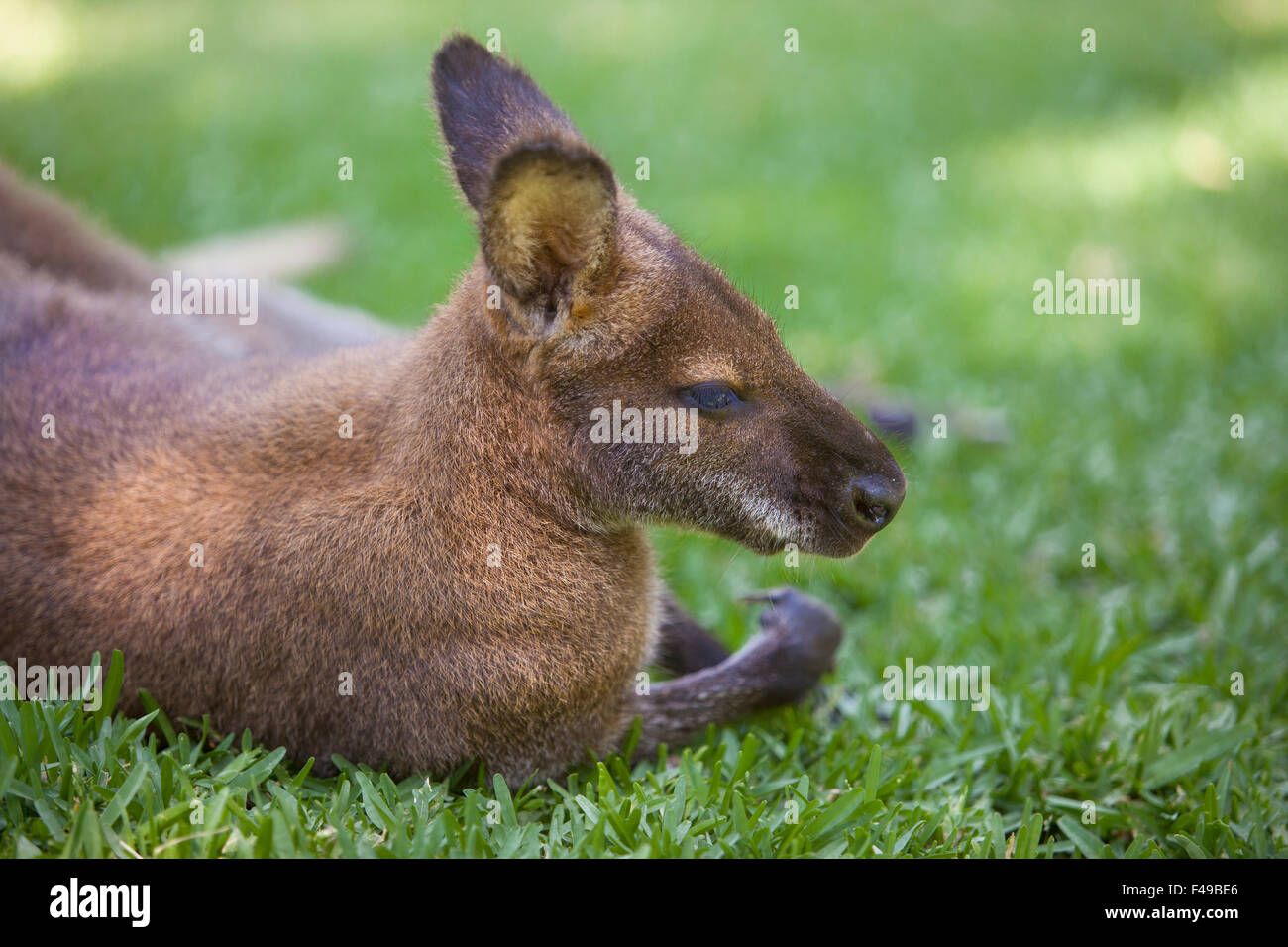 Sleep in the park hi-res stock photography and images - Alamy