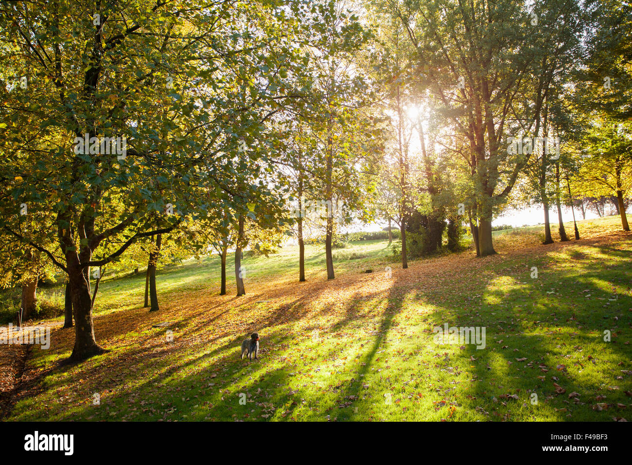 Autumn trees in park Stock Photo - Alamy