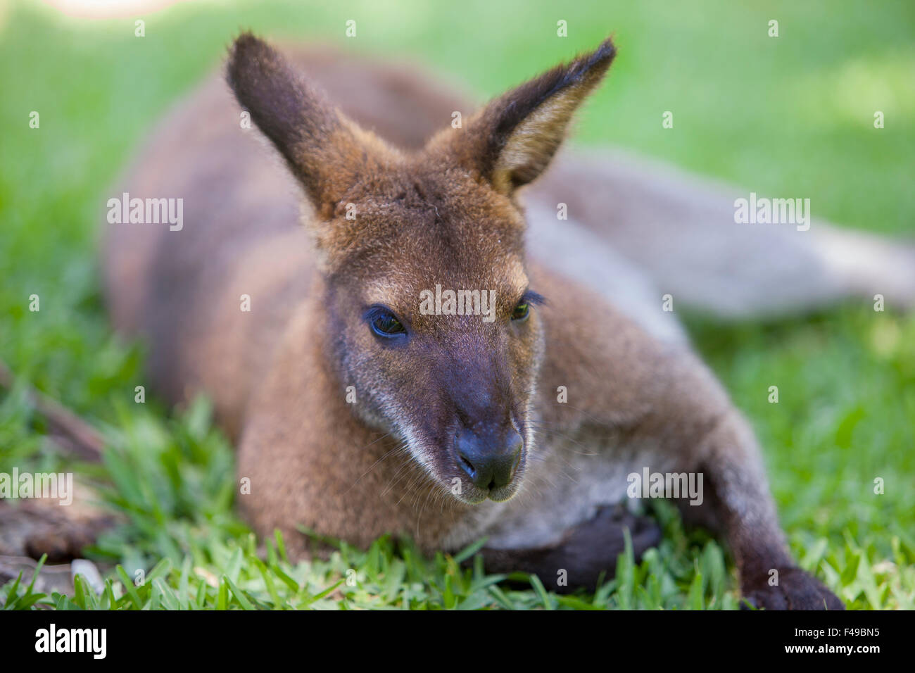 Wallaby sleep on grass in natural park Stock Photo - Alamy