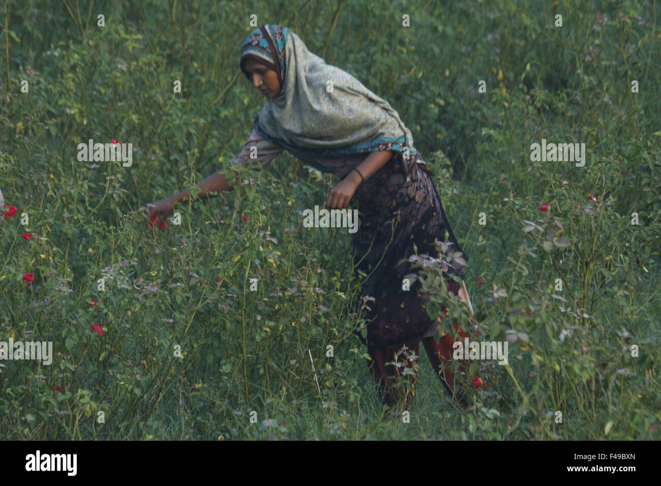 Lahore, Pakistan. 15th Oct, 2015. Pakistani woman works in a flower ...