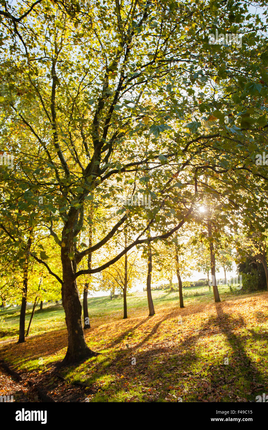 Autumn trees in park Stock Photo - Alamy