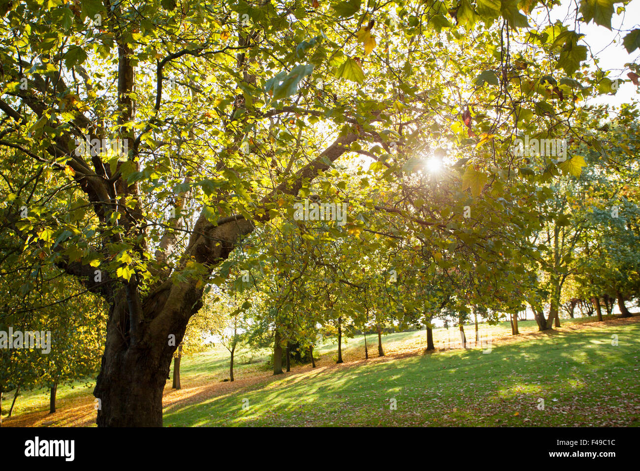 Autumn trees in park Stock Photo - Alamy
