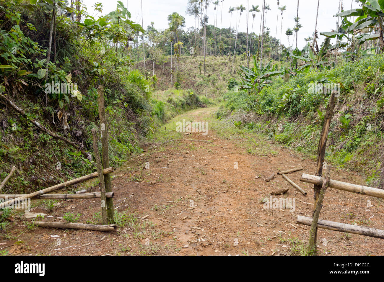 Dirt road leading to colonized and deforested former rainforest in the ...