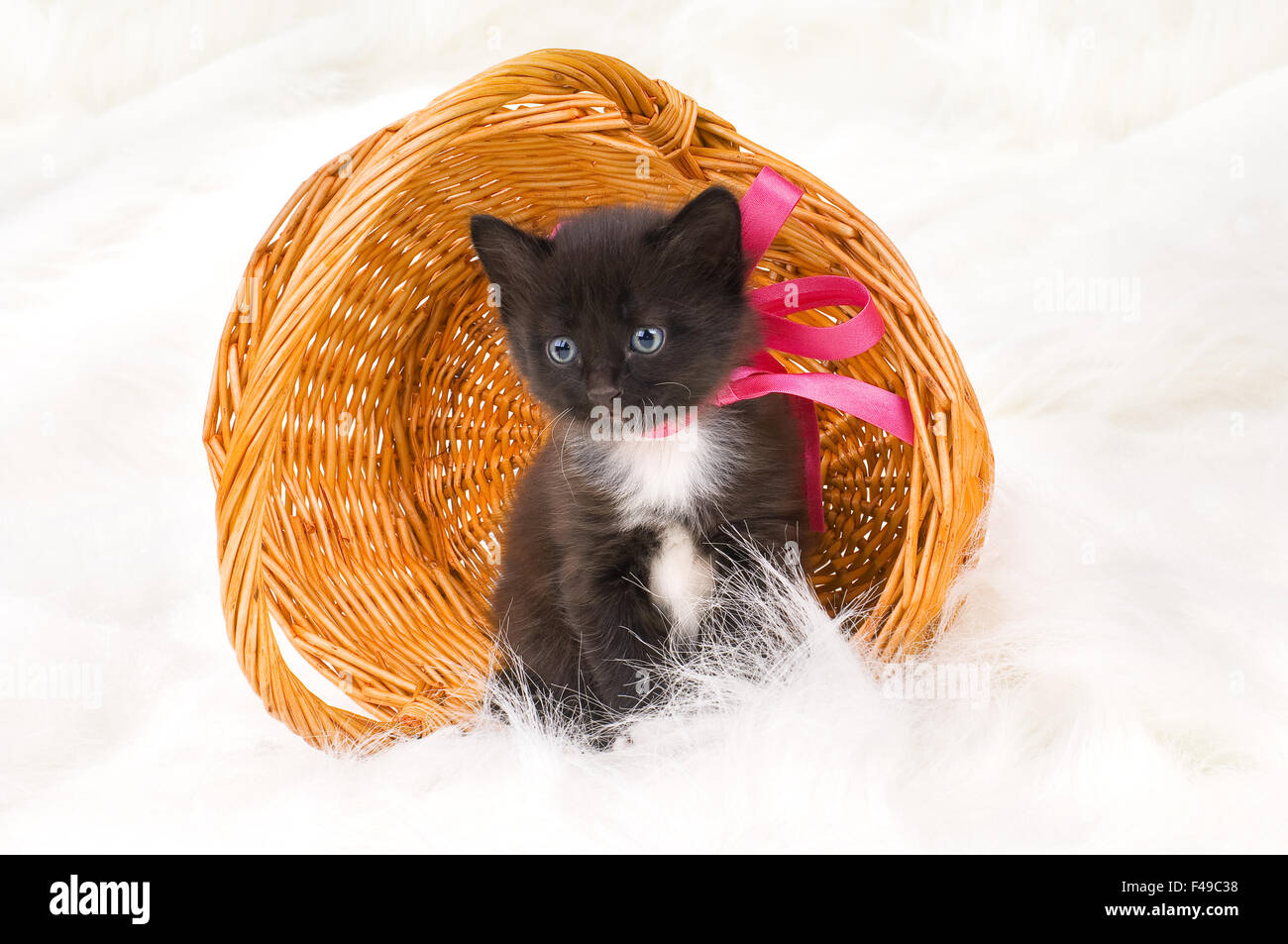 fluffy little kittens Stock Photo - Alamy