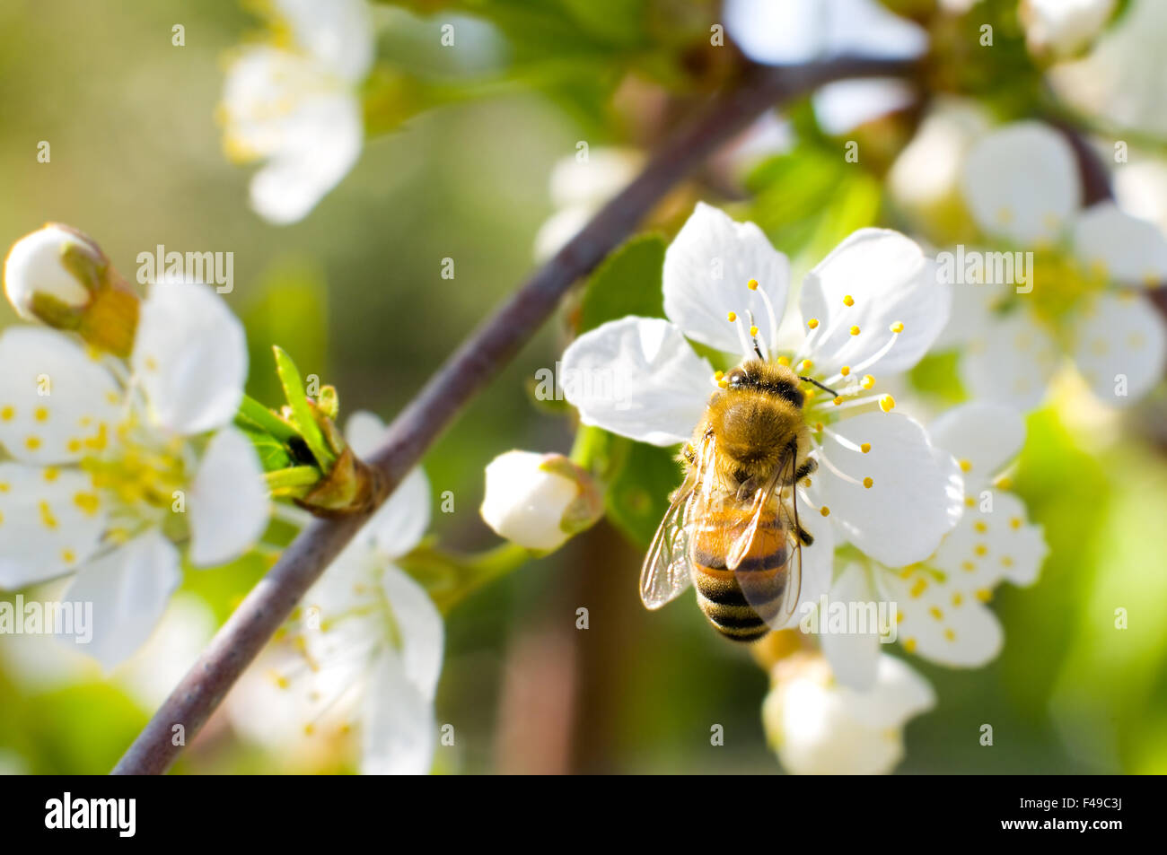 Photo of bee on flower hi-res stock photography and images - Alamy