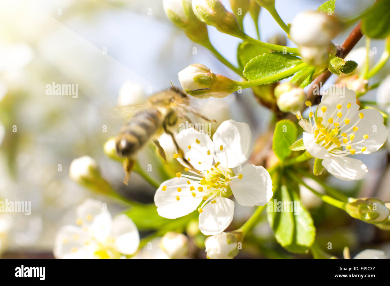 bee and flower Stock Photo - Alamy