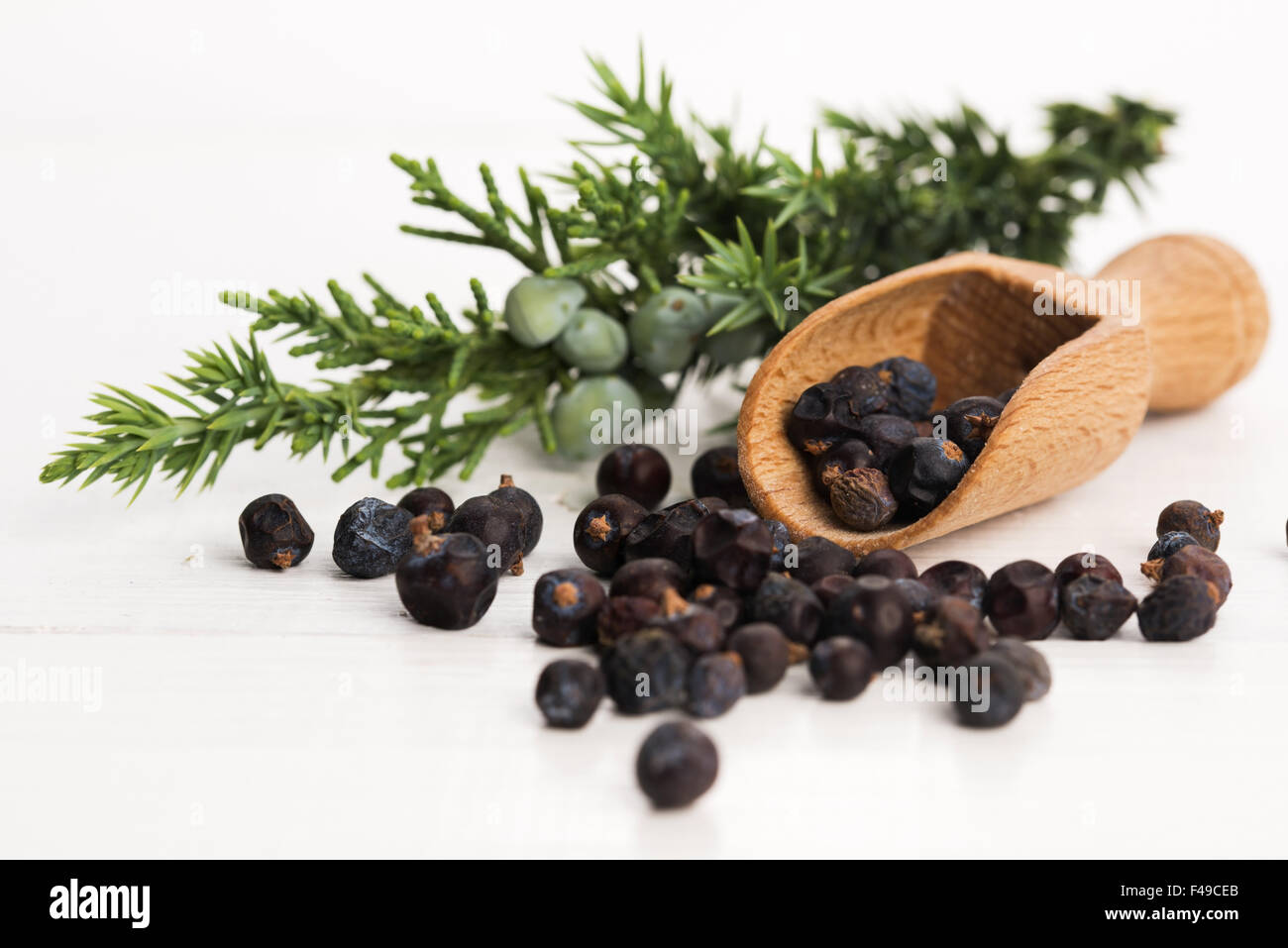 Juniper plant with berries Stock Photo - Alamy