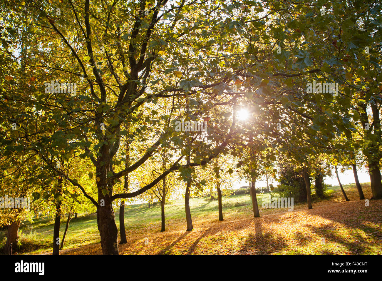 Daylight trees in autumn hi-res stock photography and images - Alamy