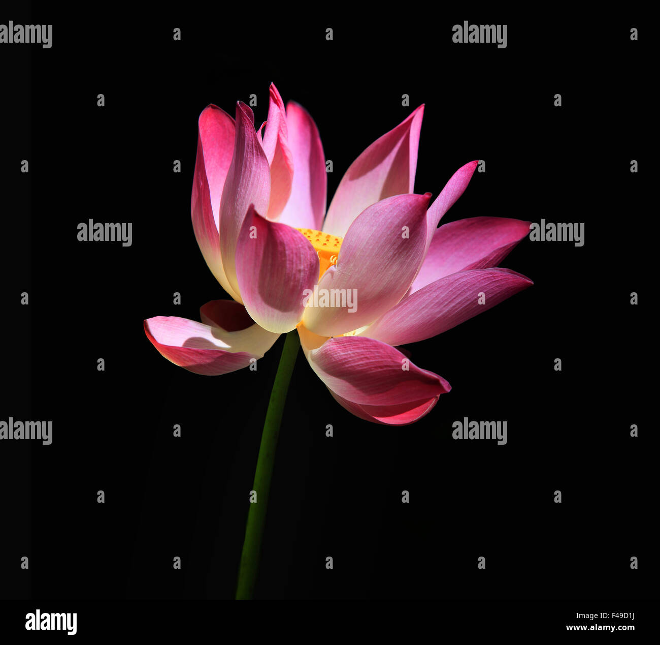 Pink water lilly Stock Photo - Alamy