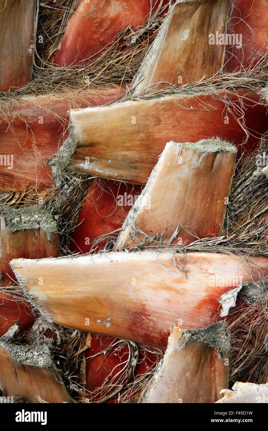 Pineapple palm tree hi-res stock photography and images - Alamy