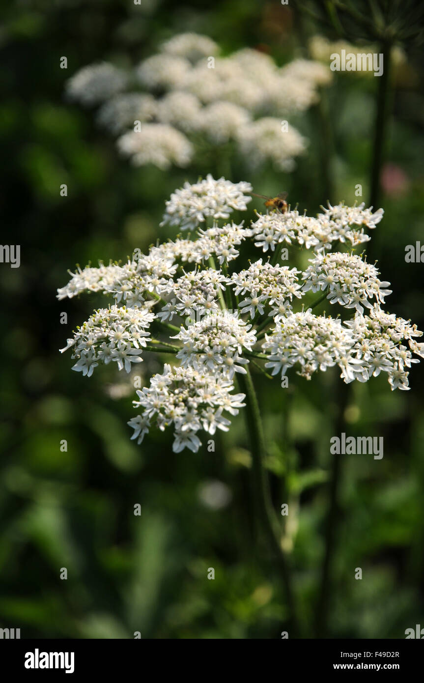 Common hogweeds hi-res stock photography and images - Alamy