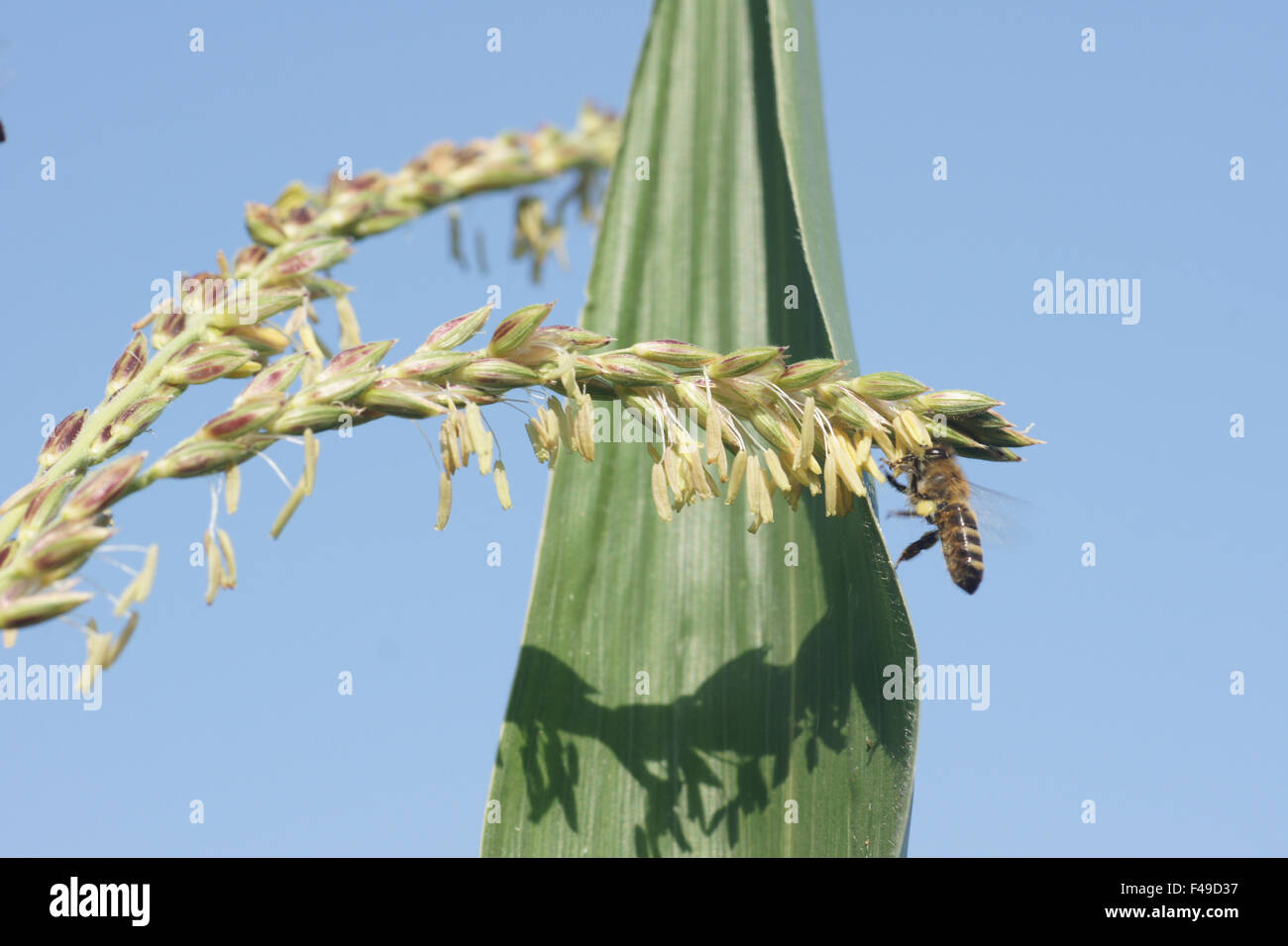 Maize pollination hi-res stock photography and images - Alamy