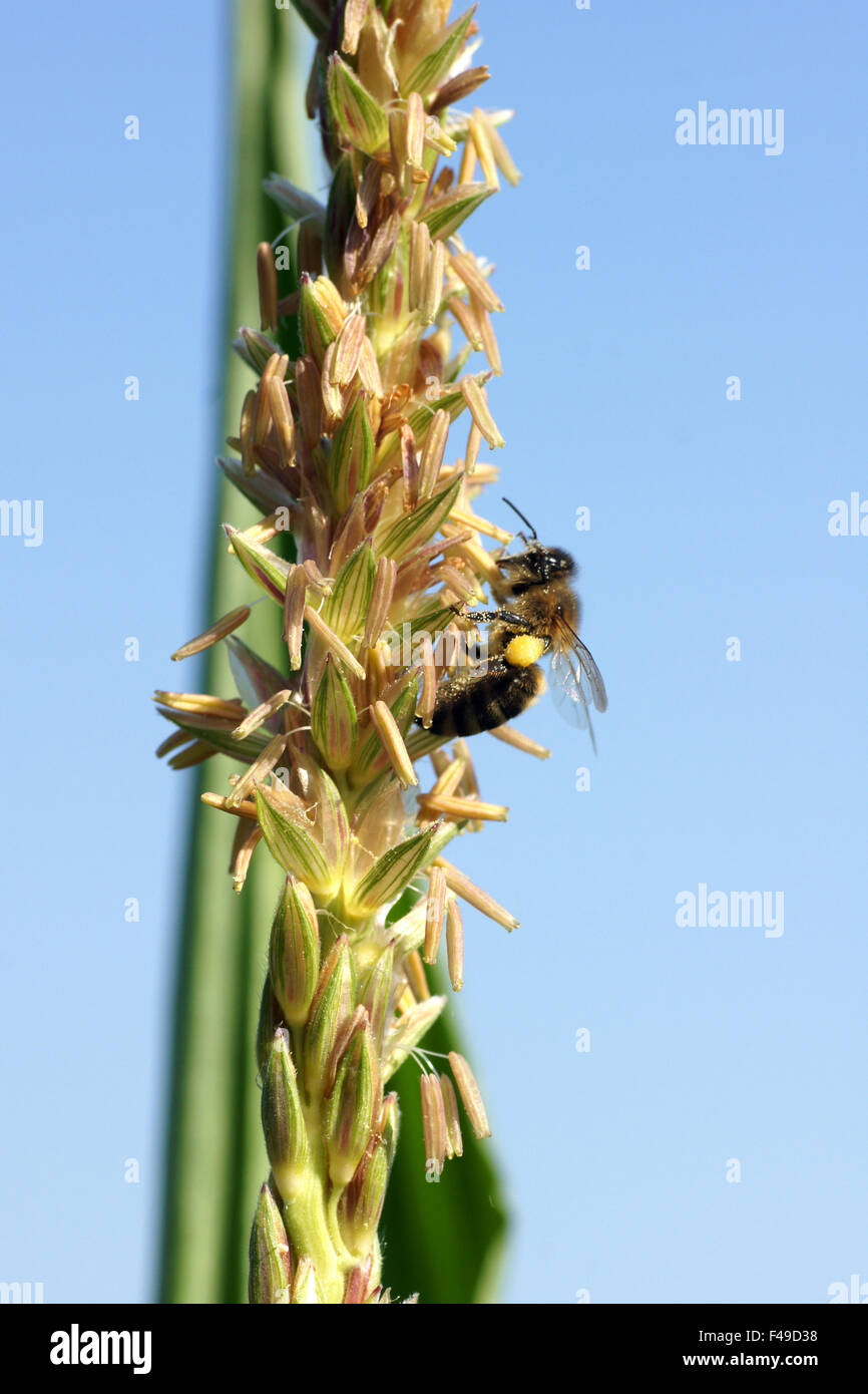 Maize pollination hi-res stock photography and images - Alamy