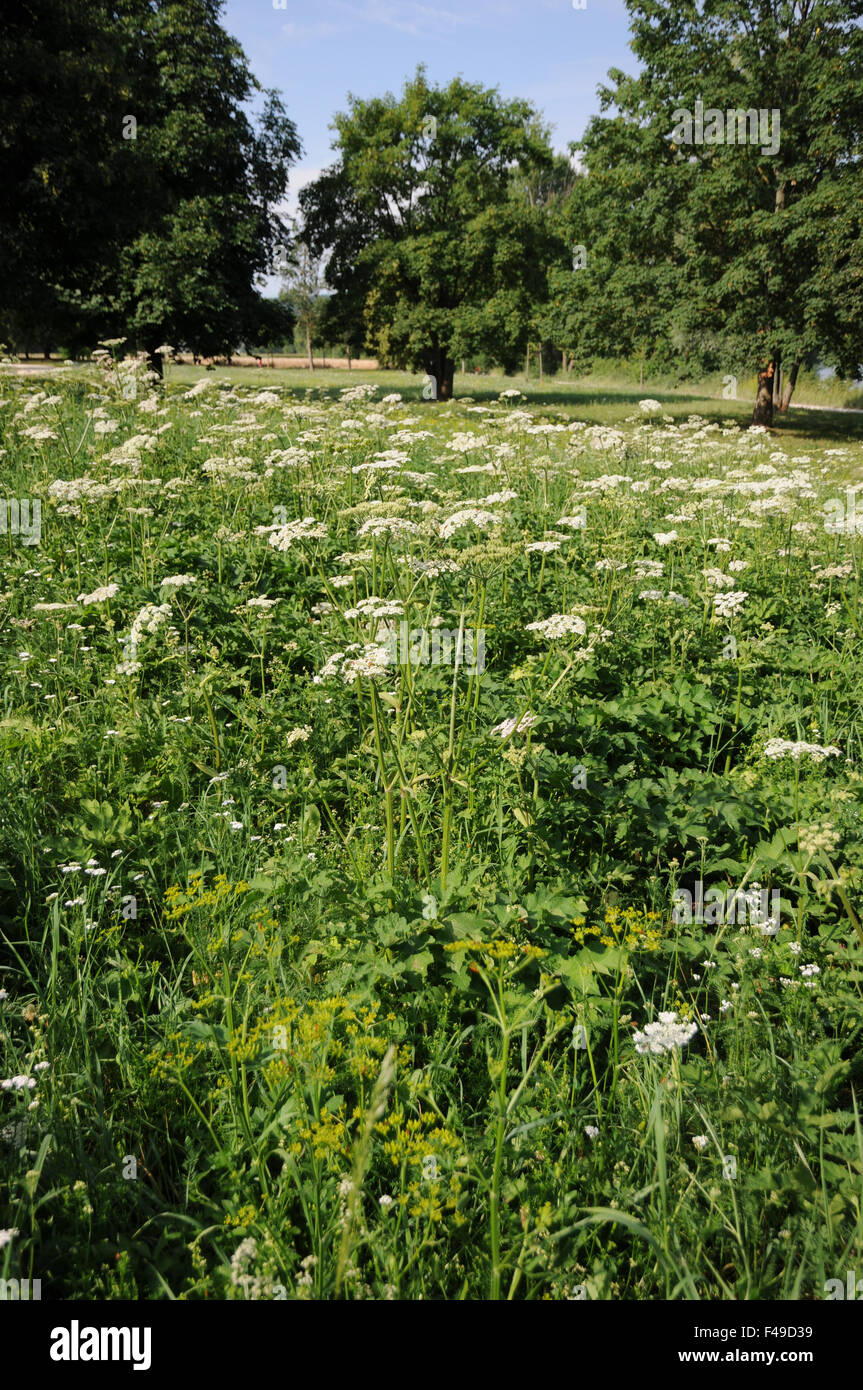 Common hogweeds hi-res stock photography and images - Alamy