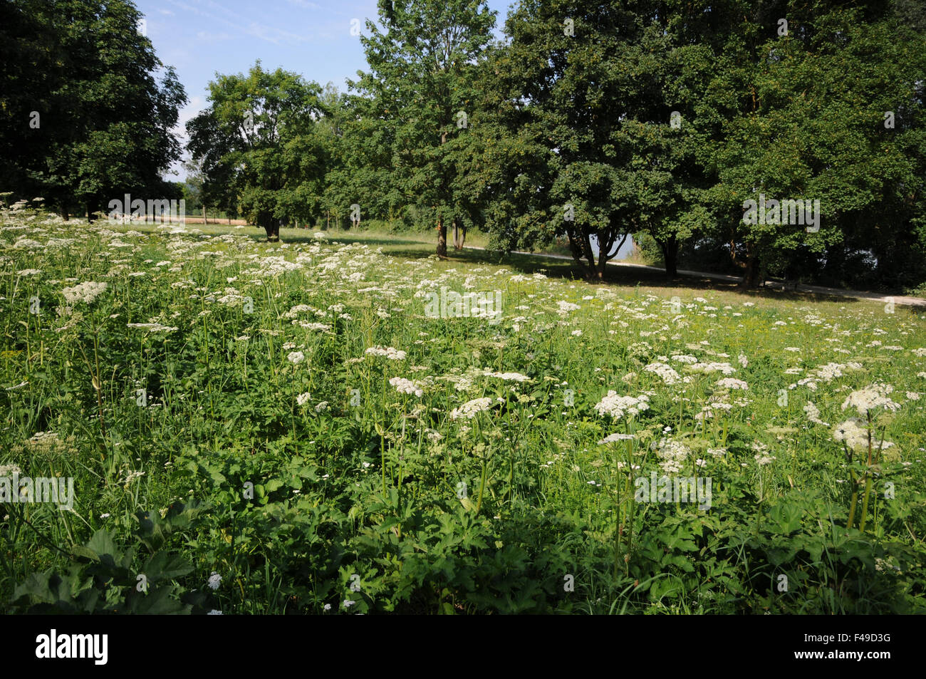 Common hogweeds hi-res stock photography and images - Alamy