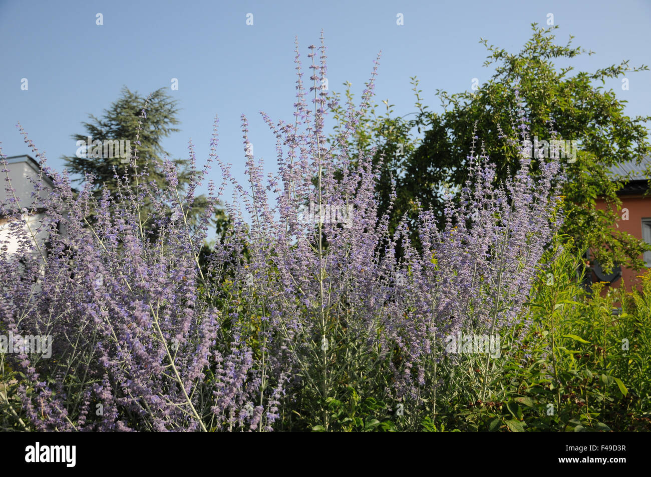 Russian sage (perovskia abrotanoides) hi-res stock photography and ...
