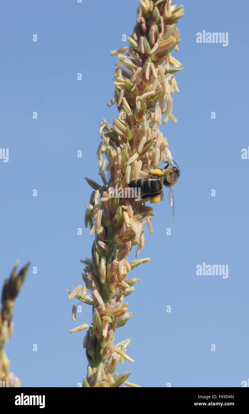 Maiz hi-res stock photography and images - Alamy