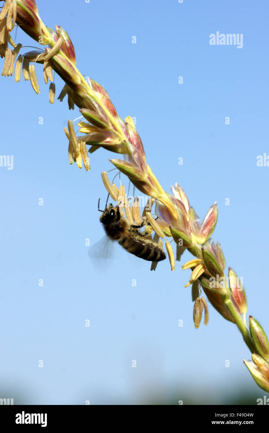 Maize pollination hi-res stock photography and images - Alamy
