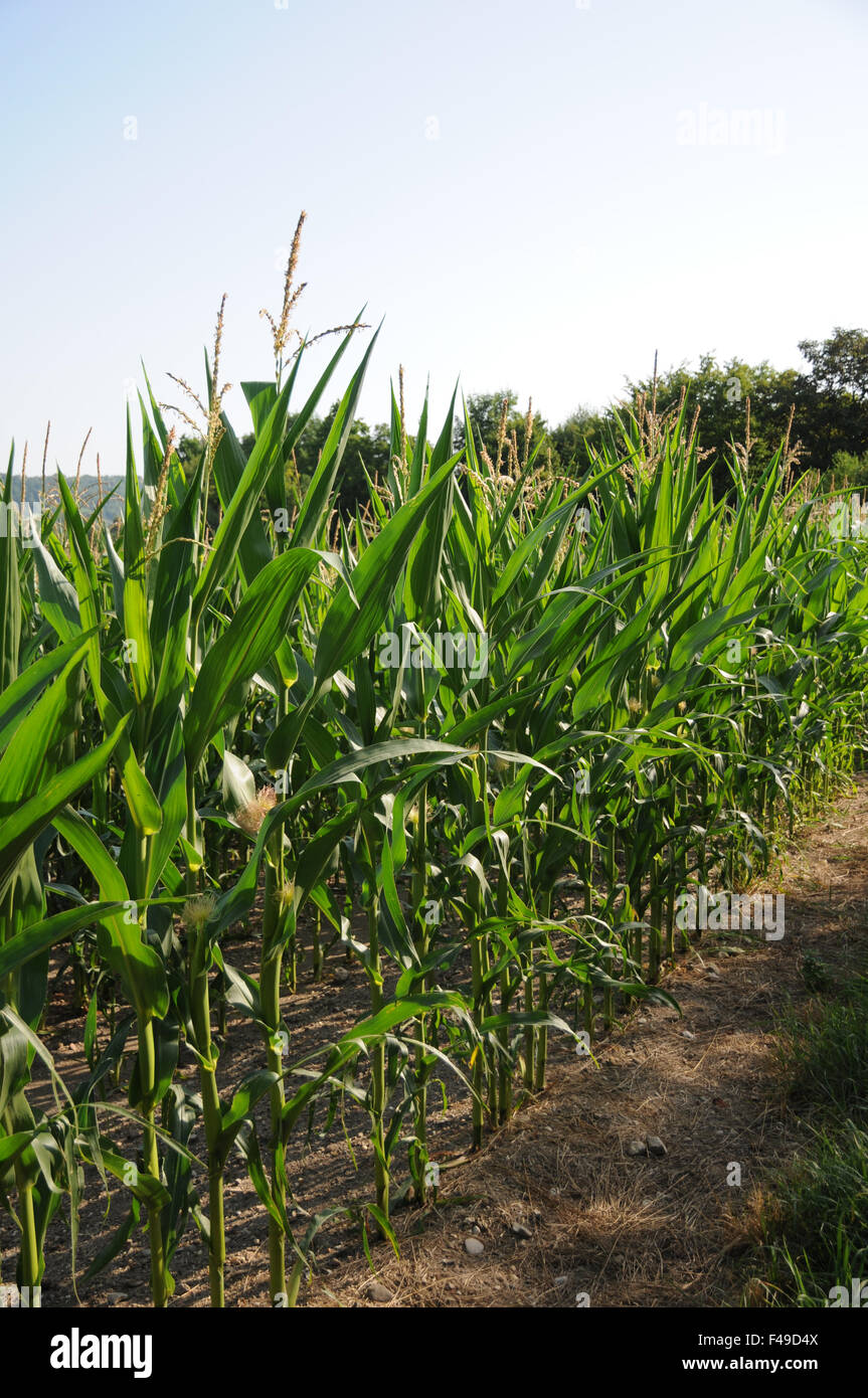 Maize flowers hi-res stock photography and images - Alamy